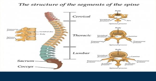 Spine Infographics | Medicpresents.com