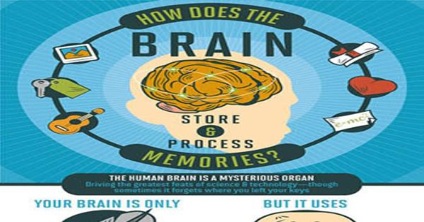 How Does The Brain Store & Process Memories Infographic