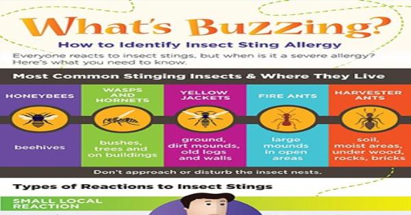 How to Identify Insect Sting Allergy Infographic Infographics ...