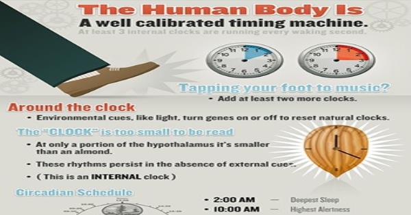 The Human Body is a Well Calibrated Timing Machine Infographic ...