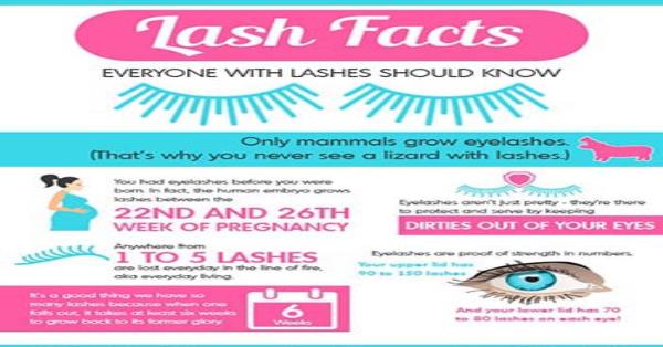Lash Facts - Everyone with Lashes Should Know Infographic Infographics ...