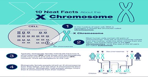 10 Neat Facts about the X Chromosome Infographic Infographics ...