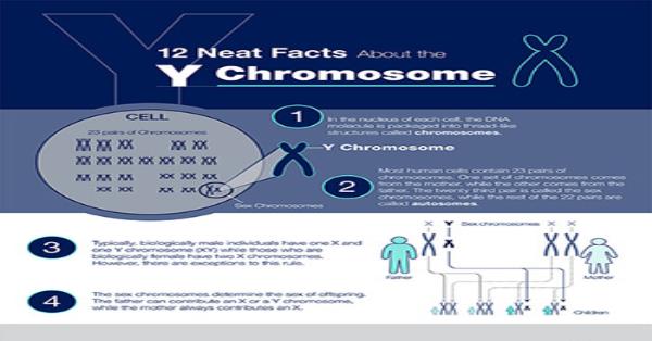 12 Neat Facts About the Y chromosome Infographic Infographics ...