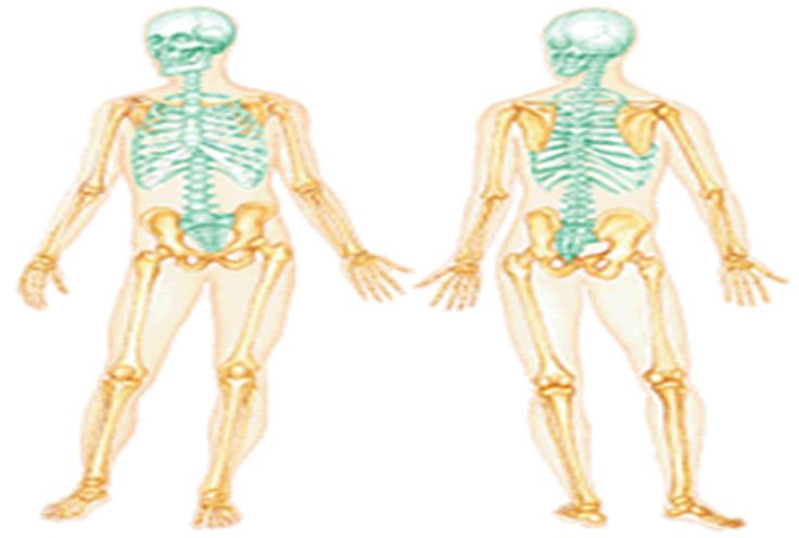 Skeletal System Ppt Skeleton System Of Human Body Anatomy, Human