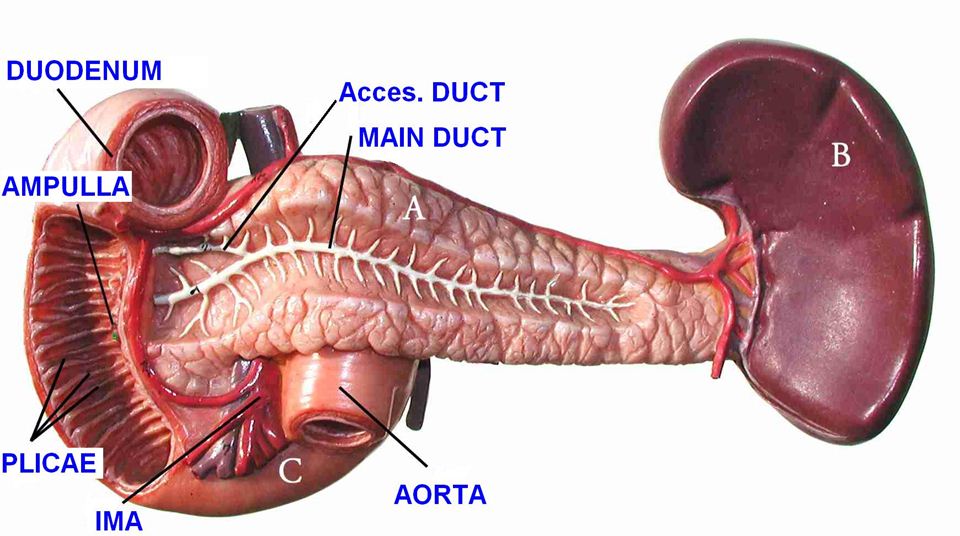 Anatomy Of The Pancreas Ppt Diagram