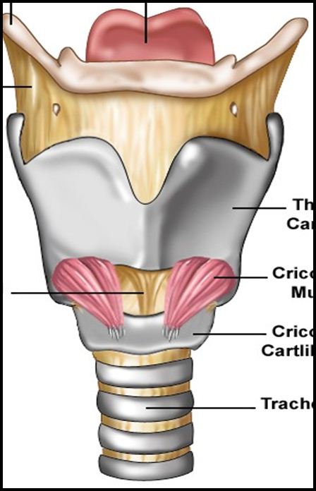 Anatomy Of Larynx And Trachea