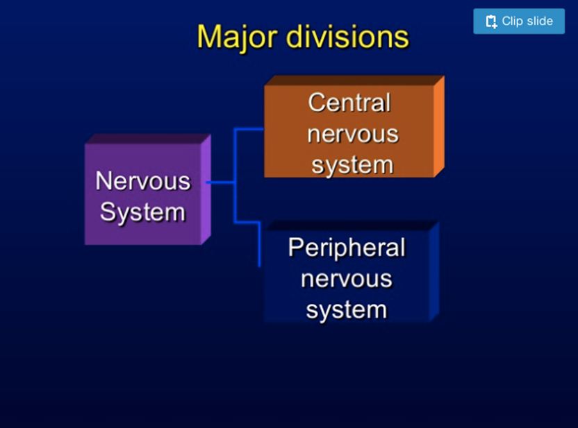 Nervous System Pptx-muhadharaty Nervous System PowerPoint Template