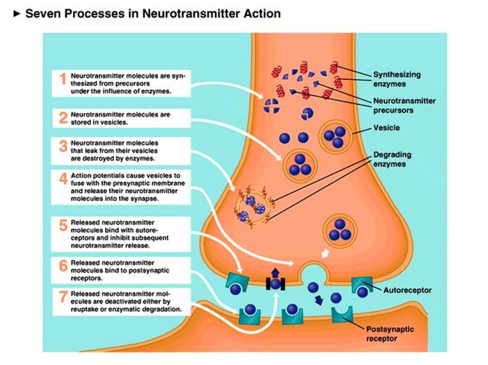 Neurotransmission Ppt Neurotransmitters & Their Role In Health Ppt