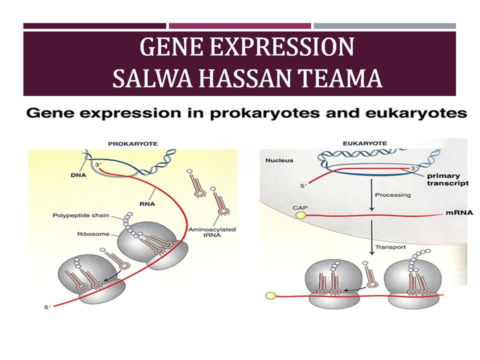 Gene Expression In Prokaryotes