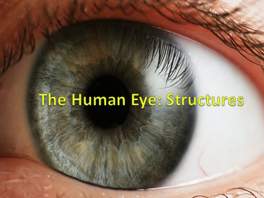 Anatomy Of Human Eye Ppt