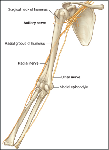 Axillary Nerve Sensory And Motor Function Ppt - Infoupdate.org Axillary Nerve Sensory And Motor Function Ppt - Infoupdate.org