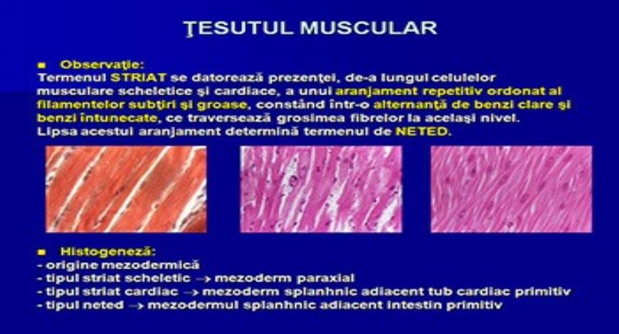 Download Free Medical Muscles Histology Tesutul Muscular PowerPoint ...