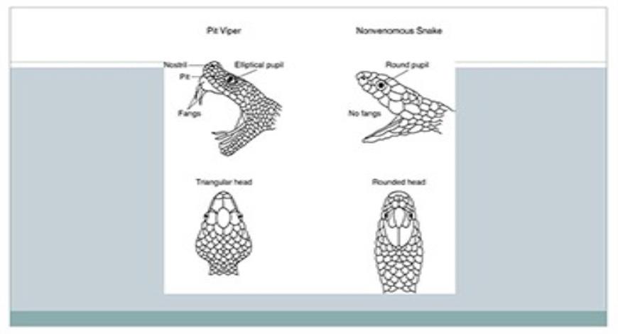 Download Free Medical Snake Bite PowerPoint Presentation