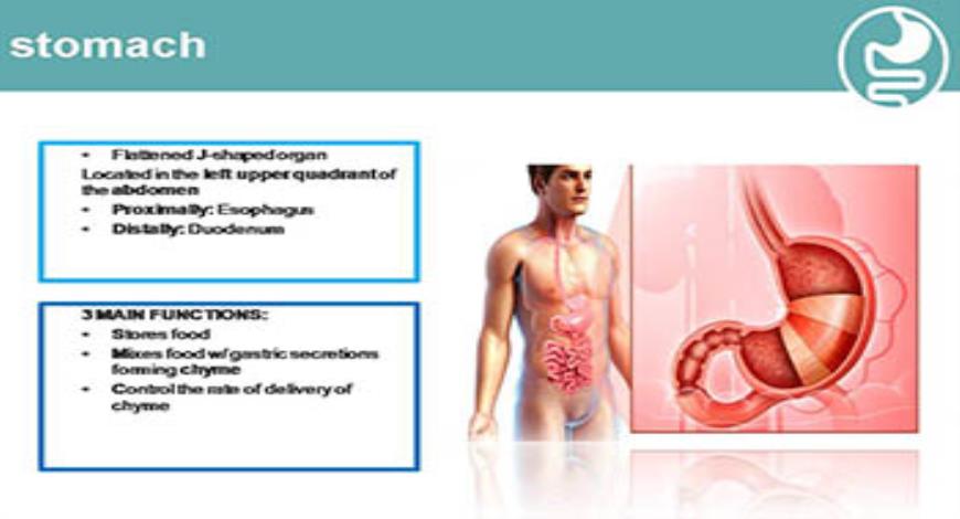 Anatomy Of Abdomen Ppt Abdominal Muscles Physiopedia