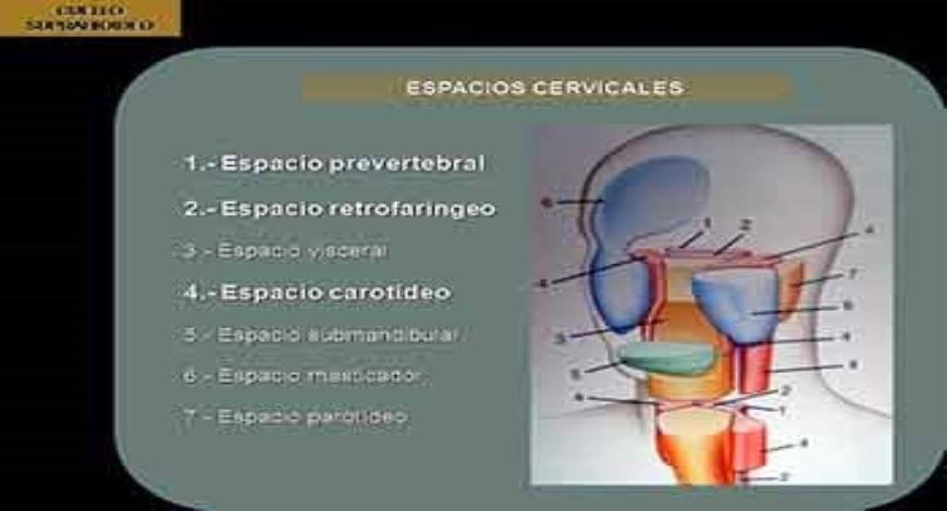 Download Free Medical Espacios Del Cuello PowerPoint Presentation