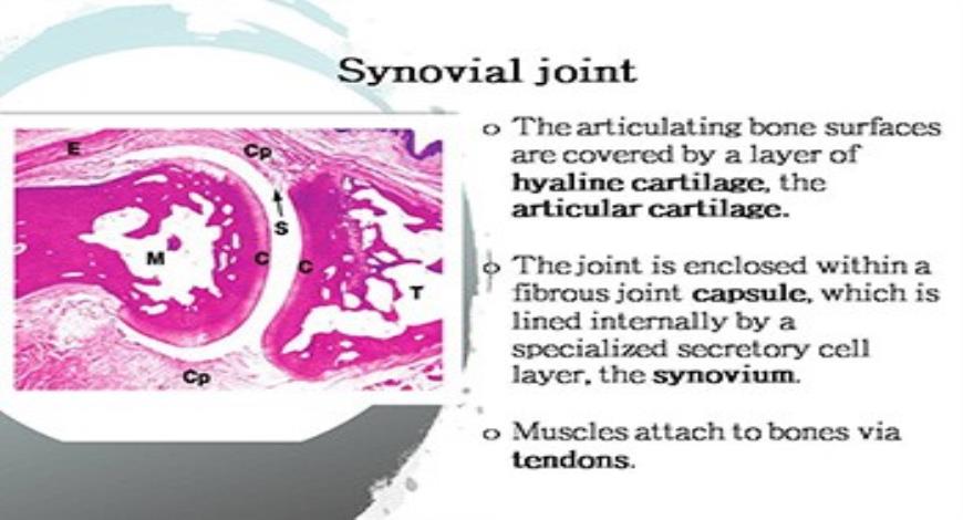 Download Free Medical Outline the Microscopic Features of Synovial ...