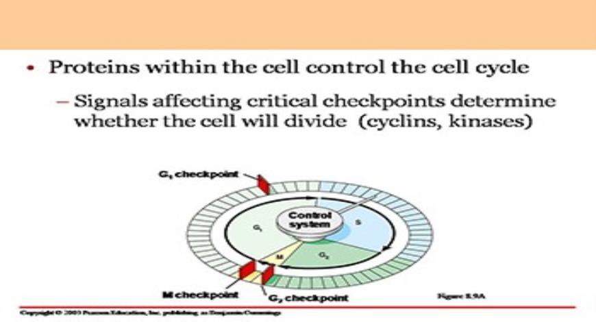 Download Free Medical Cancer and The Cell Cycle PowerPoint Presentation