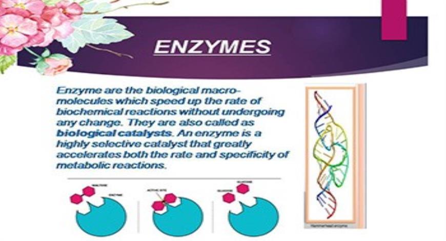 Download Free Medical Enzymes PowerPoint Presentation