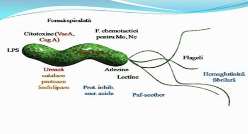Download Free Medical ULCERUL GASTRIC PowerPoint Presentation