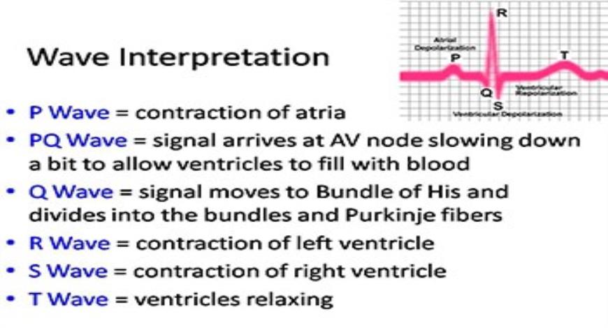 Download Free Medical ECG PowerPoint Presentation
