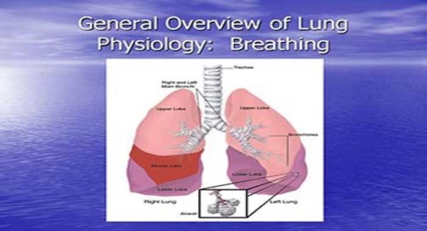 Download Free Medical Lung Cancer PowerPoint Presentation