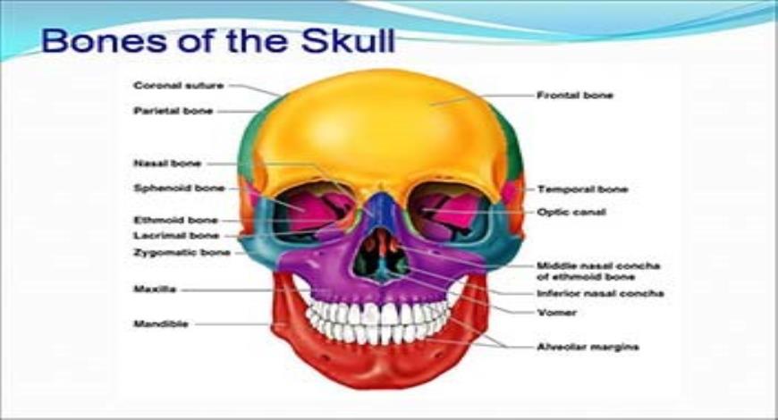 Download Free Medical Skeletal System PowerPoint Presentation