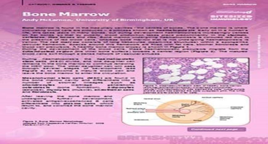 Download Free Medical Bone Marrow PowerPoint Presentation