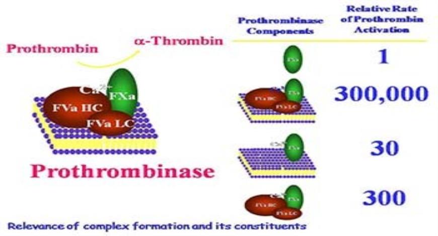 Download Free Medical Blood coagulation and fibrinolysis PowerPoint ...