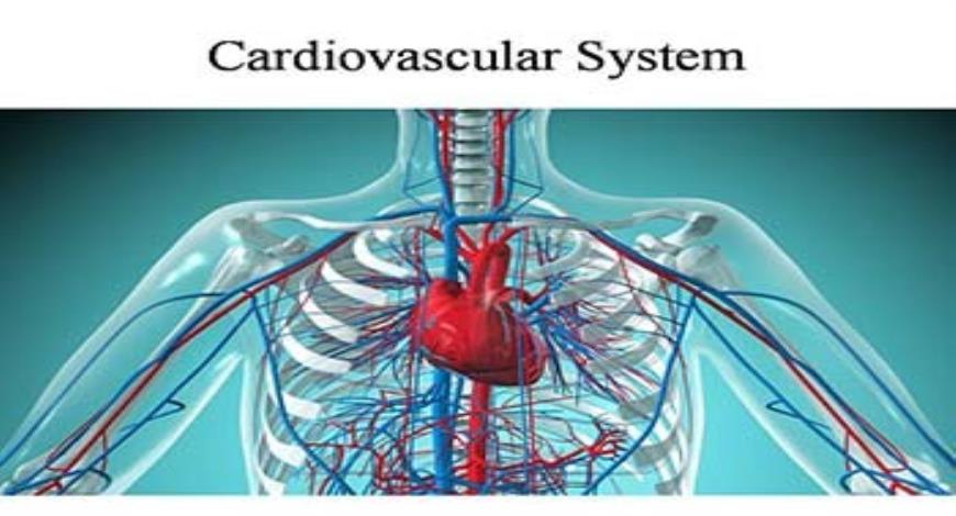 Download Free Medical Cardiovascular System PowerPoint Presentation