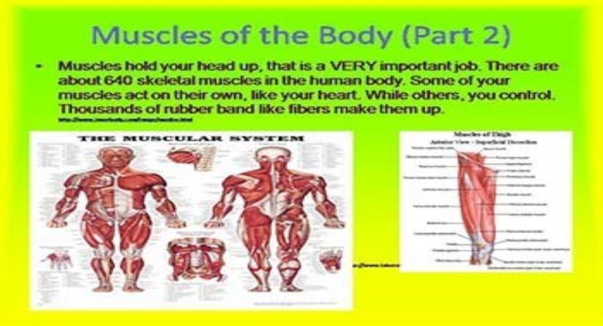 Download Free Medical My Body PowerPoint Presentation