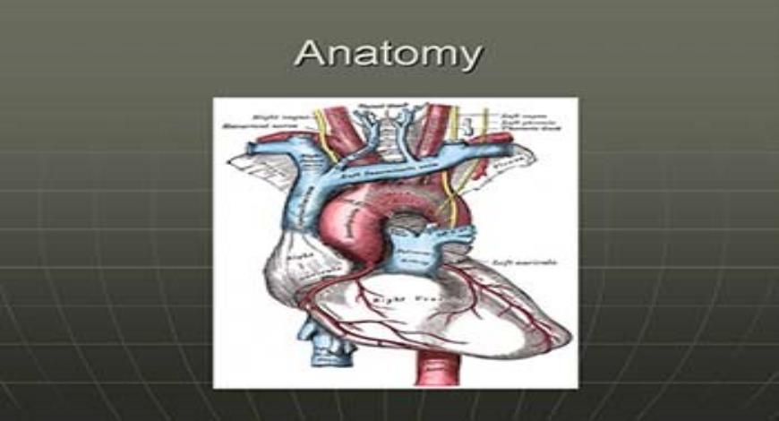 Download Free Medical Thoracic Great Vessel Injuries PowerPoint ...