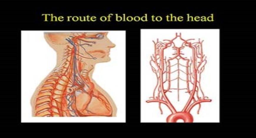 Download Free Medical How does blood flow inform us about brain ...
