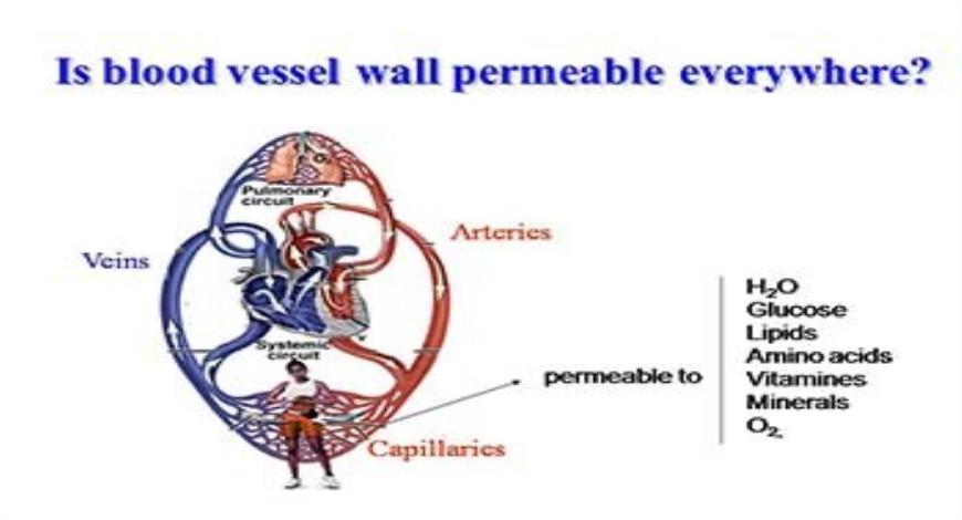 Download Free Medical Blood Vessels PowerPoint Presentation