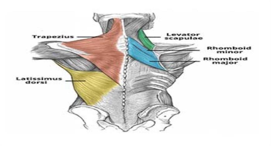 Download Free Medical Scapular Region PowerPoint Presentation