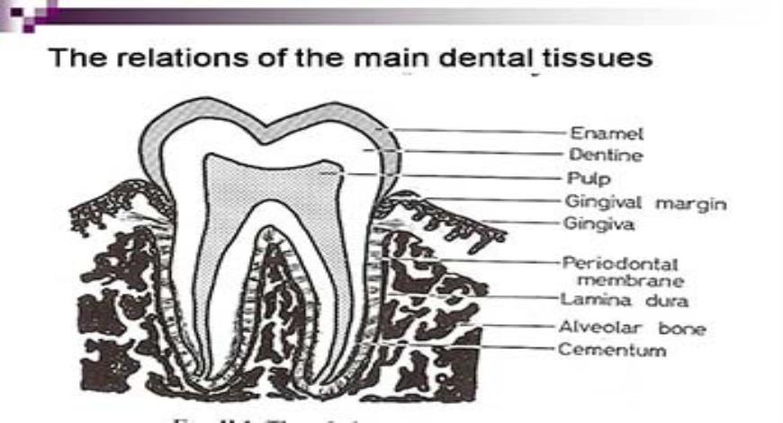Download Free Medical Chemical Composition of The Teeth PowerPoint ...