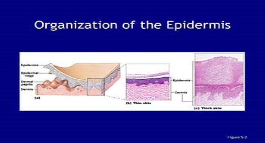 Download Free Medical The Integumentary System PowerPoint Presentation