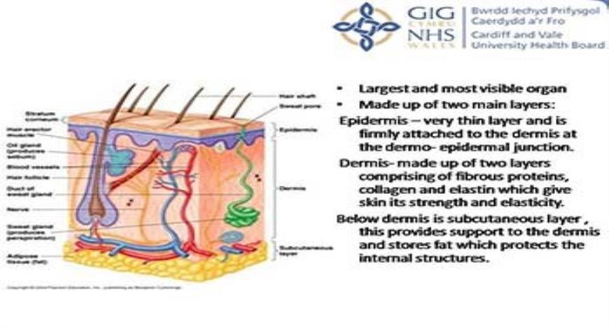 Download Free Medical Anatomy of the skin PowerPoint Presentation