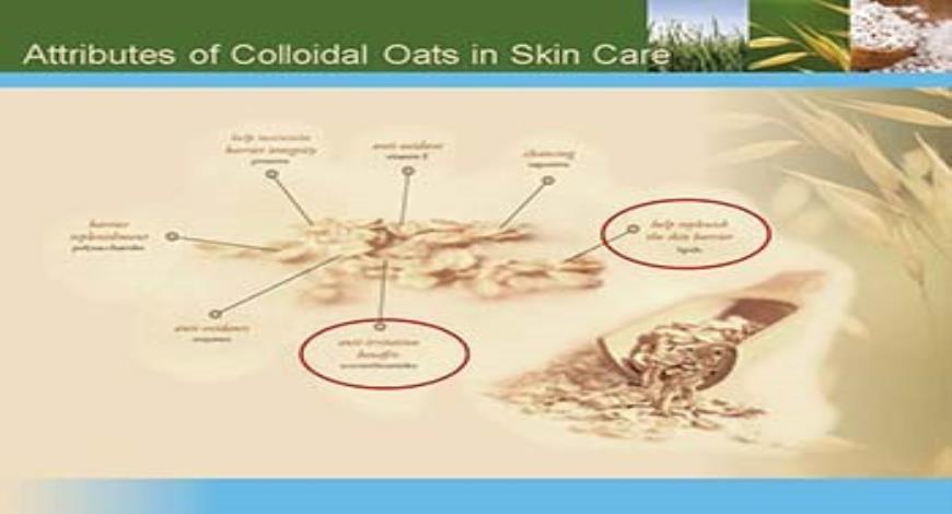 Download Free Medical Oats in Skin Care PowerPoint Presentation