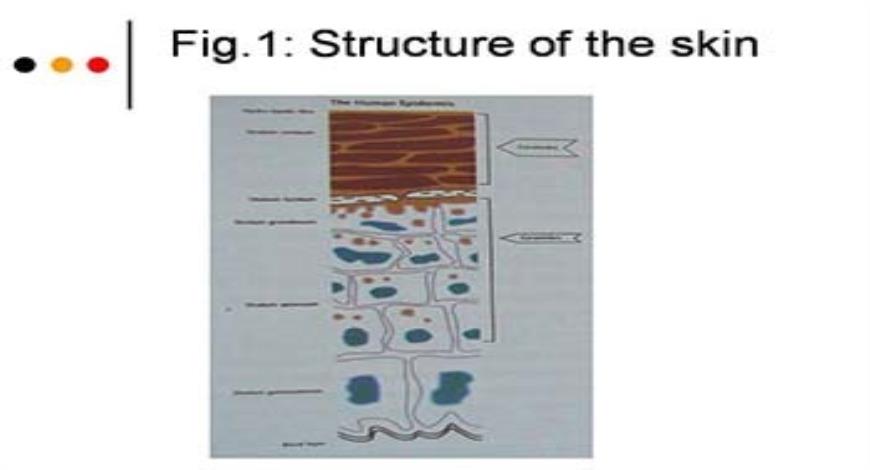 Download Free Medical Skin care preparations PowerPoint Presentation