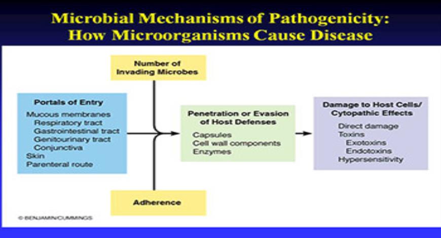 Download Free Medical Microbial Pathogenesis PowerPoint Presentation