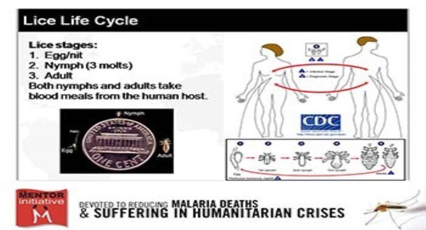 Download Free Medical Lice Outbreaks Transmission and Avenues for ...
