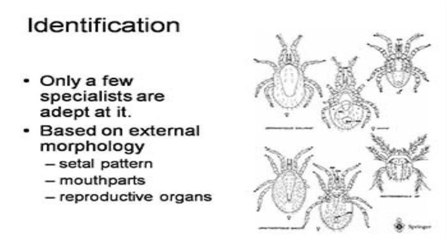 Download Free Medical Mites and Humans PowerPoint Presentation