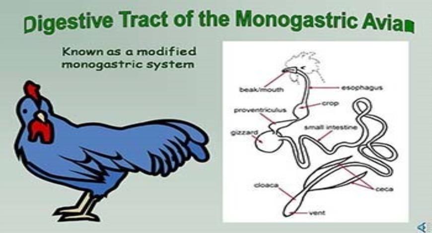 Download Free Medical The Digestive System - A comparison of the ...