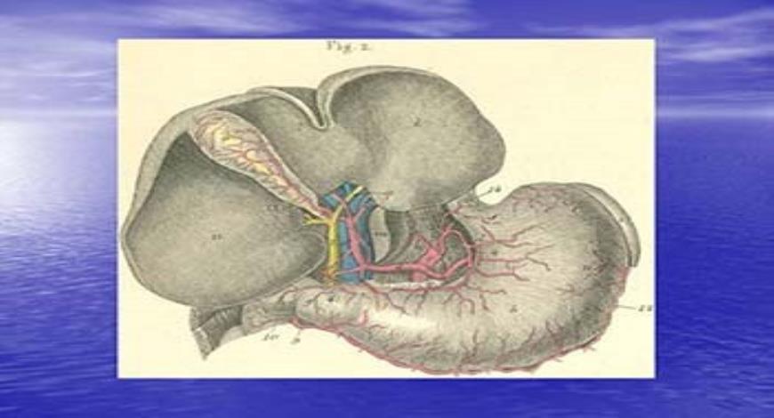 Download Free Medical Anatomy of stomach and its relations PowerPoint ...