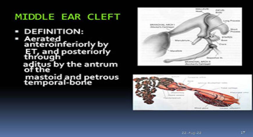 Download Free Medical BASIC EAR ANATOMY PowerPoint Presentation