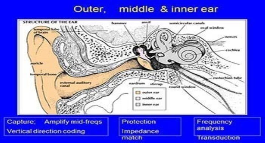 Download Free Medical Hearing and Deafness - Anatomy and physiology ...