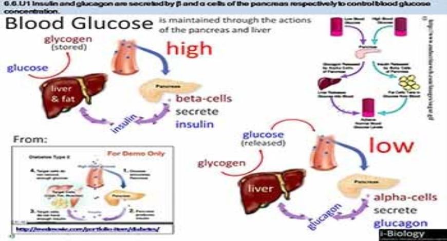 Download Free Medical Hormones homeostasis and reproduction PowerPoint ...