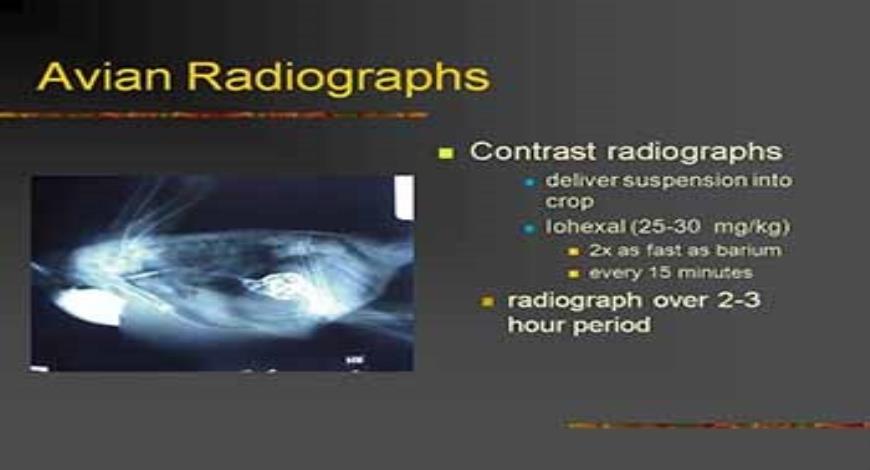 Download Free Medical Diagnostic Imaging Considerations for Wildlife ...