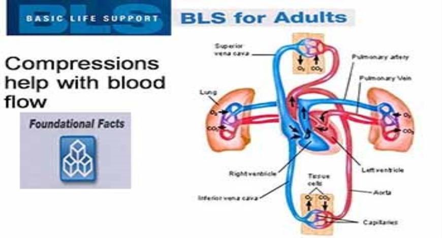 Download Free Medical BLS for Adults PowerPoint Presentation