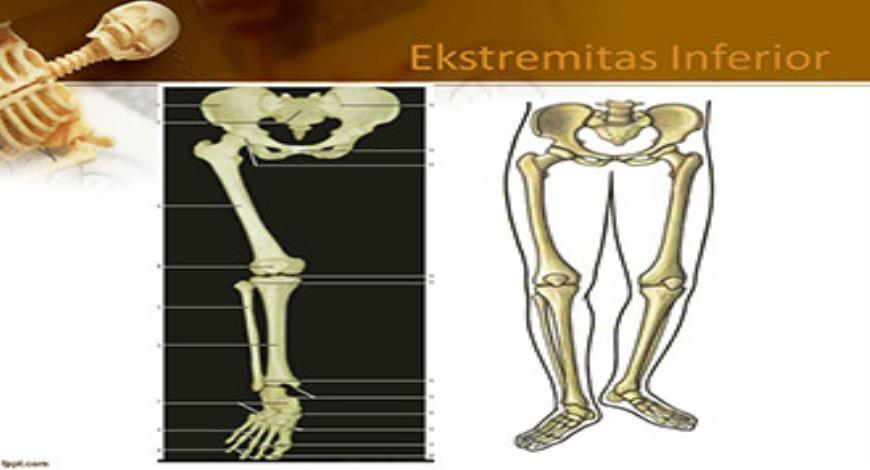 Ppt Anatomi Extremitas Inferior Powerpoint Presentation